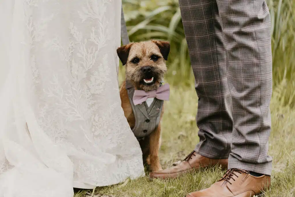 Creative Ways to Incorporate Pets in Your Wedding | South Farm